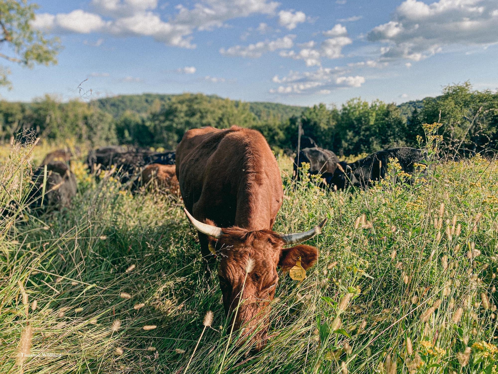 100% Grass-Fed and Finished Beef in Central Virginia – Daniel Firth ...