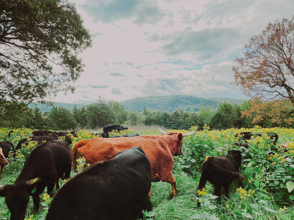 Daniel Firth Griffith, Author of Dark Cloud Country & Wild Like Flower